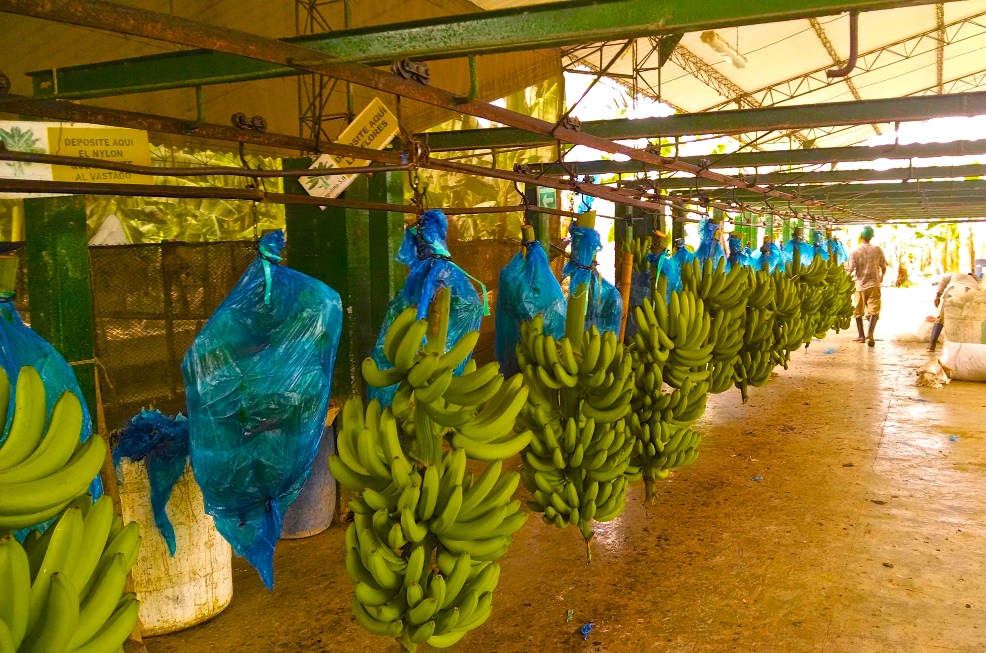 Urabá, sin más armas que un banano