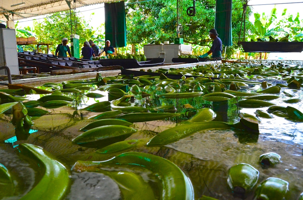 Urabá, sin más armas que un banano