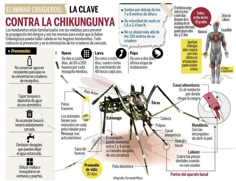 Todo sobre el chikungunya