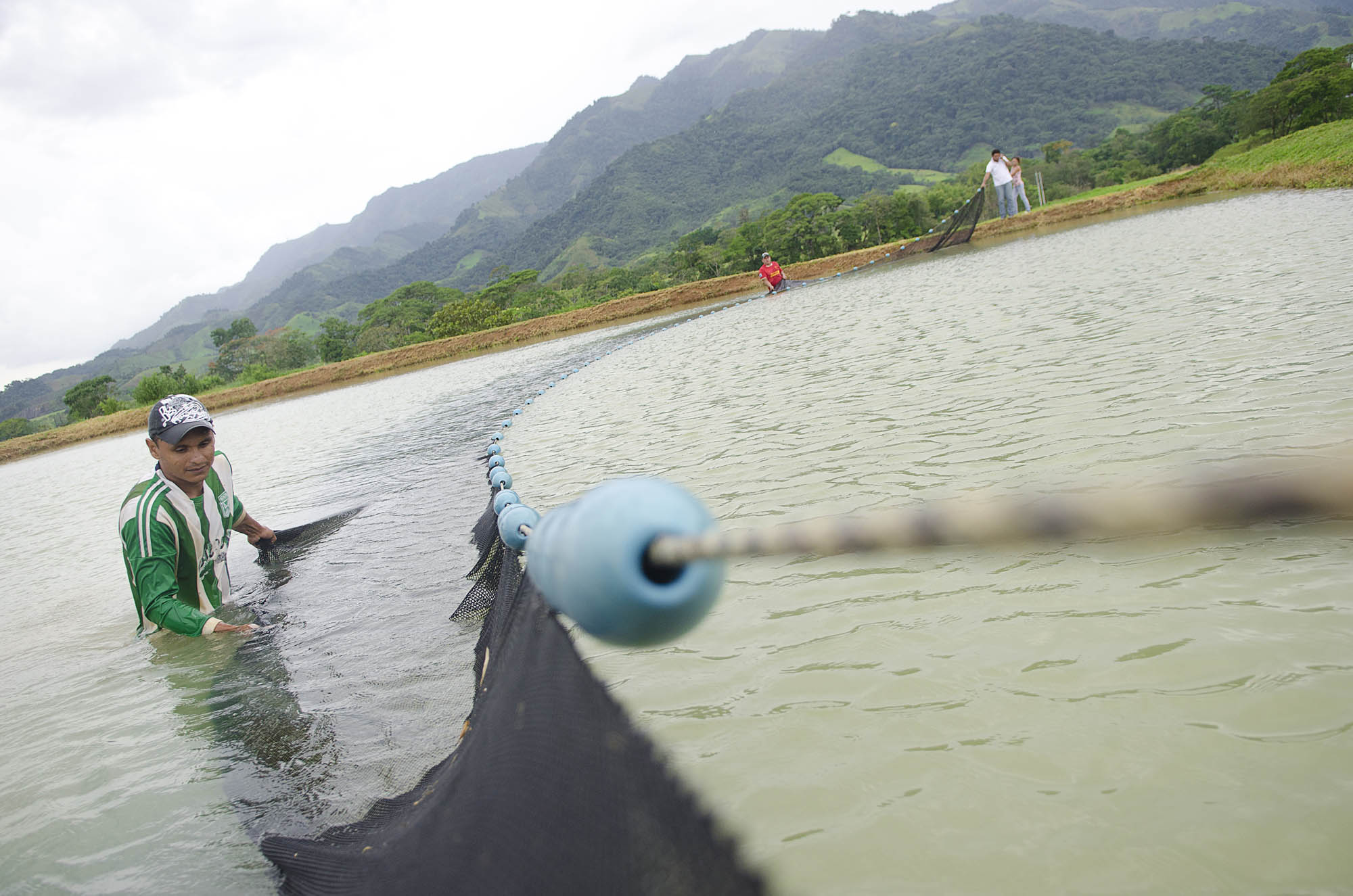 Hallan descendientes del dragón en el Amazonas colombiano