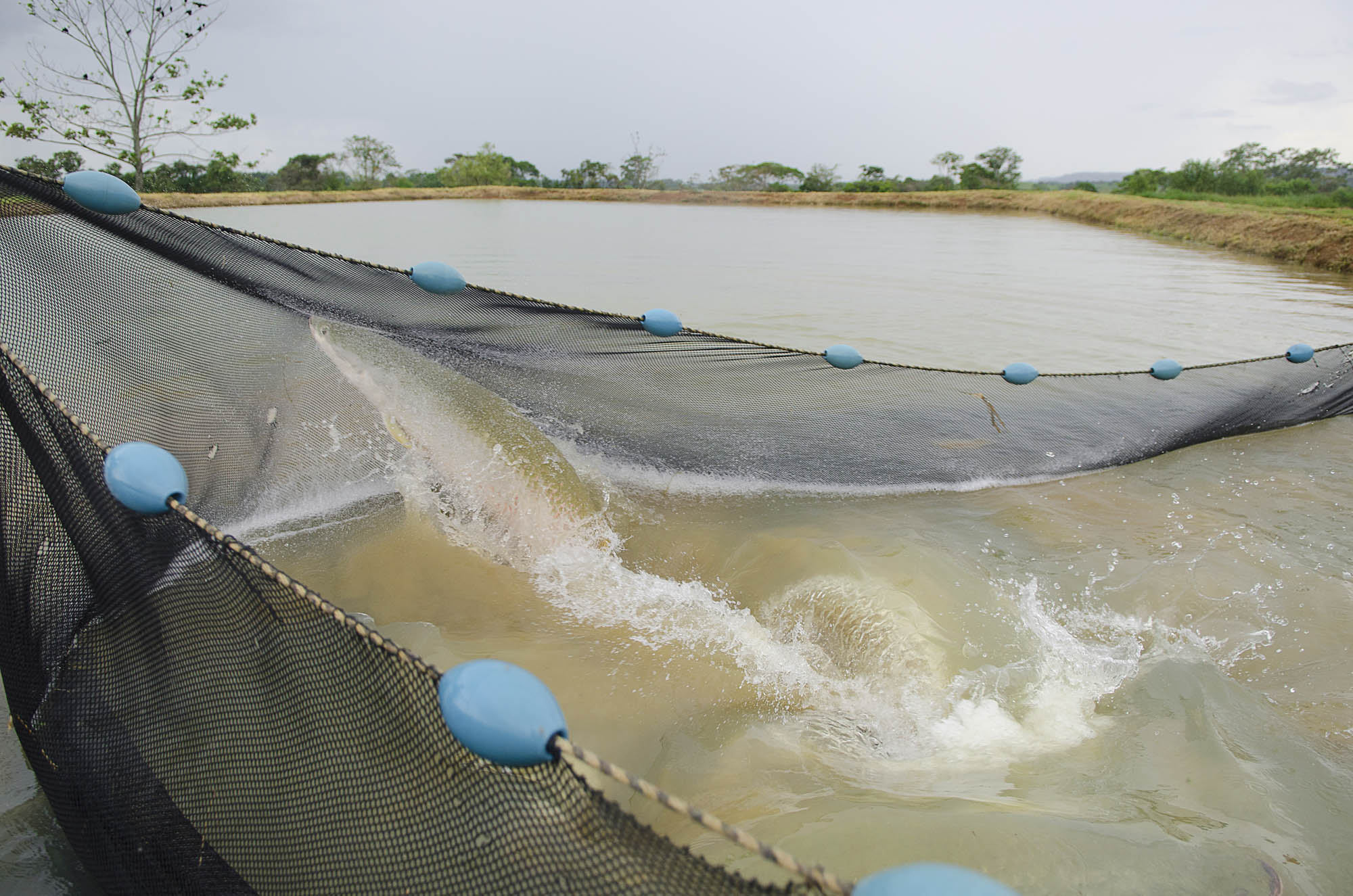 Hallan descendientes del dragón en el Amazonas colombiano