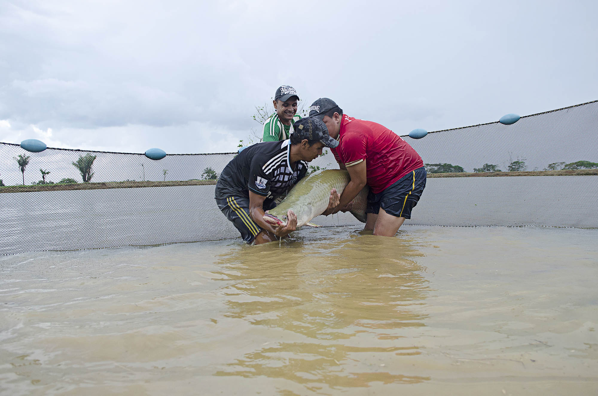 Hallan descendientes del dragón en el Amazonas colombiano