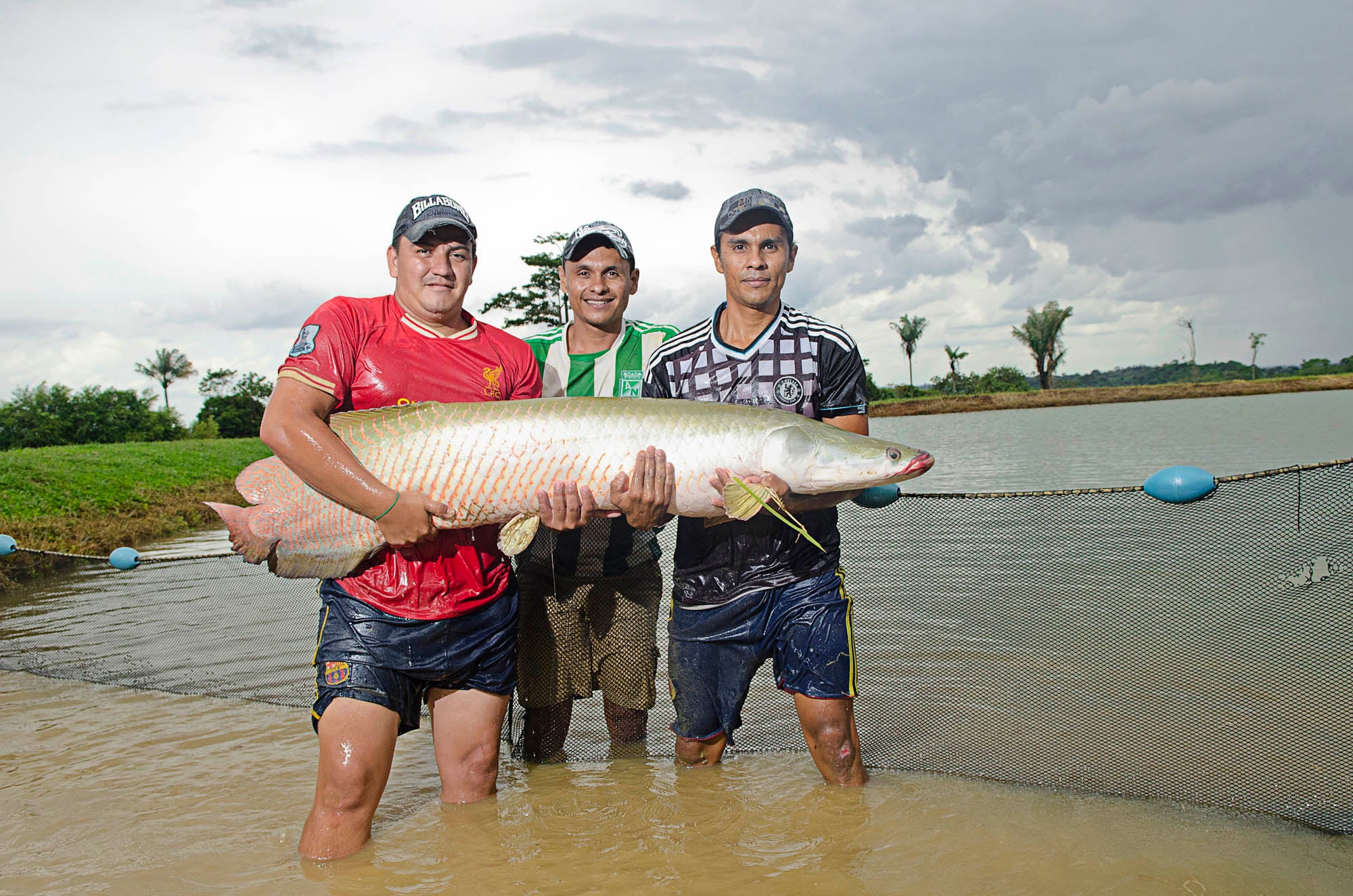 Hallan descendientes del dragón en el Amazonas colombiano
