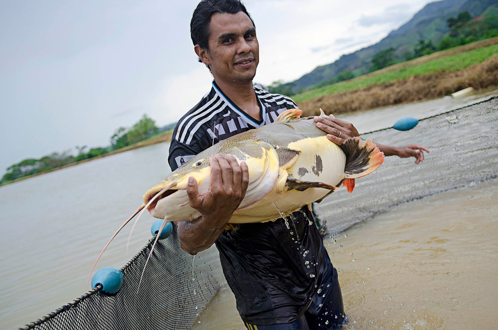 Hallan descendientes del dragón en el Amazonas colombiano