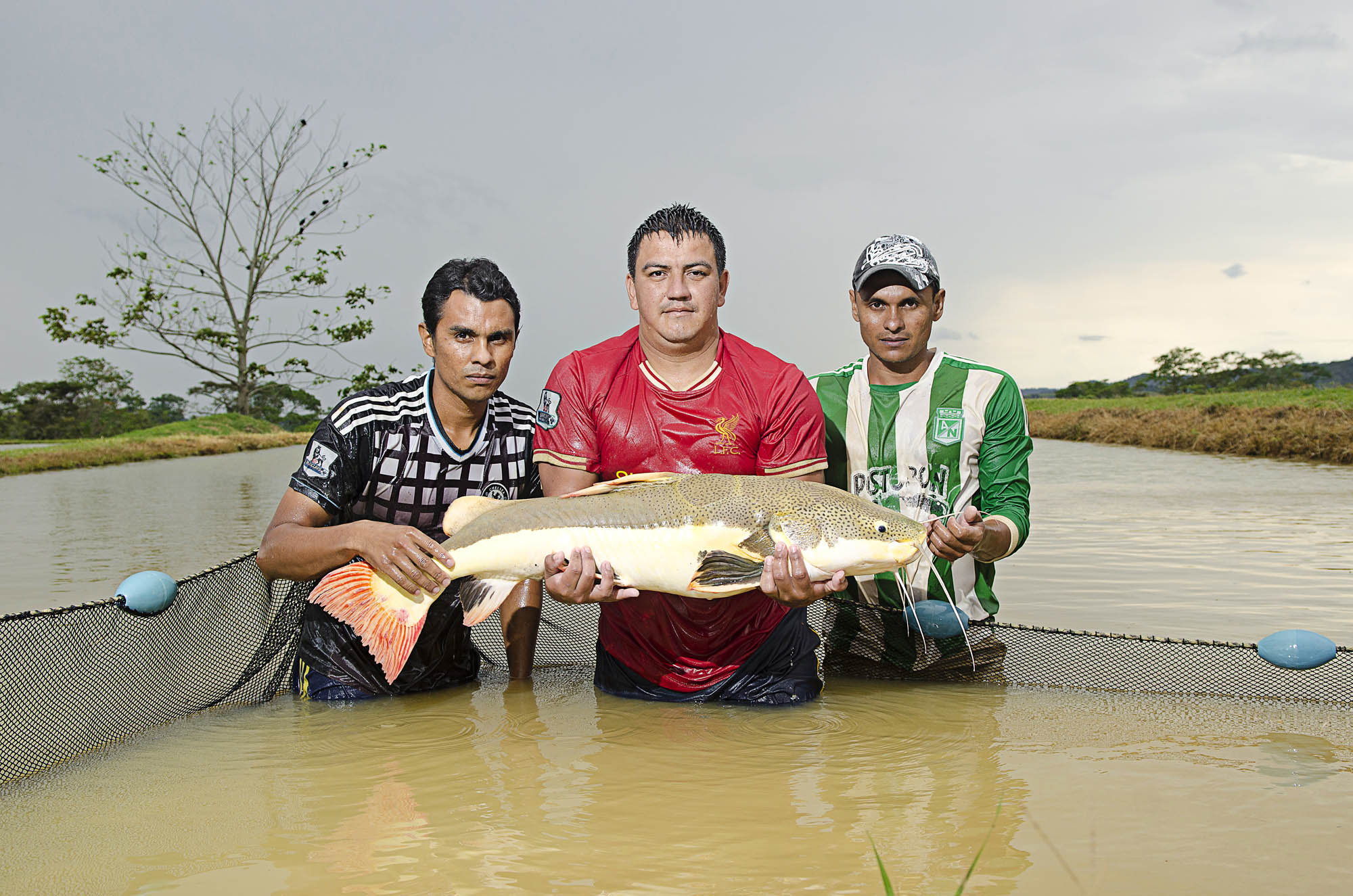 Hallan descendientes del dragón en el Amazonas colombiano