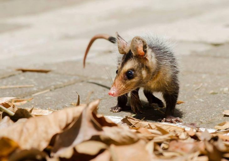 Medellín, el paraíso de las chuchas