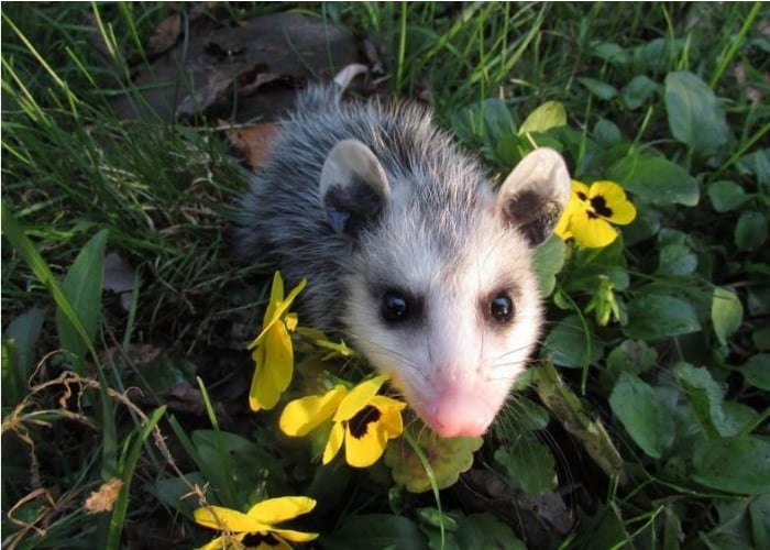 Medellín, el paraíso de las chuchas