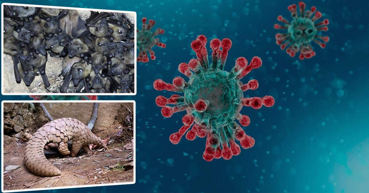 Los animales y el coronavirus: mitos y realidades - Las2orillas