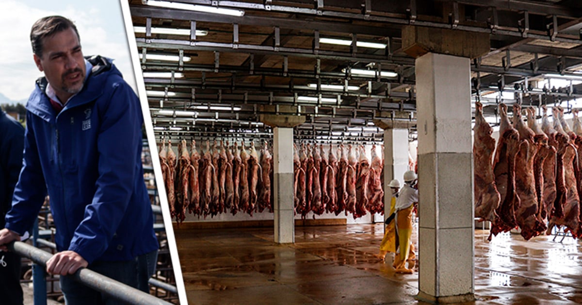 Así es una jornada de sacrificio dentro de un matadero en Bogotá