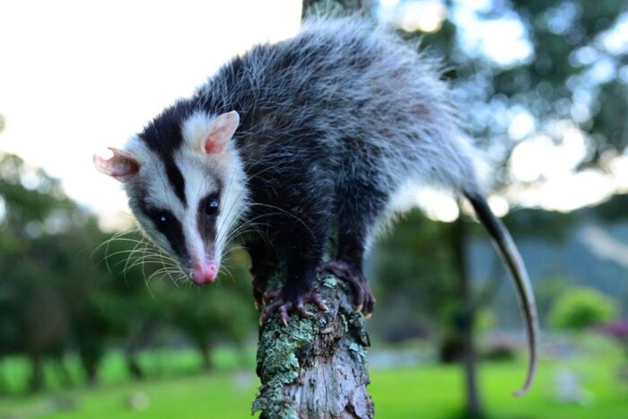 La chucha, el animal que más detesta la gente en Colombia