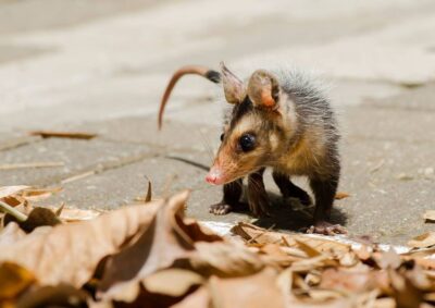La chucha, el animal que más detesta la gente en Colombia