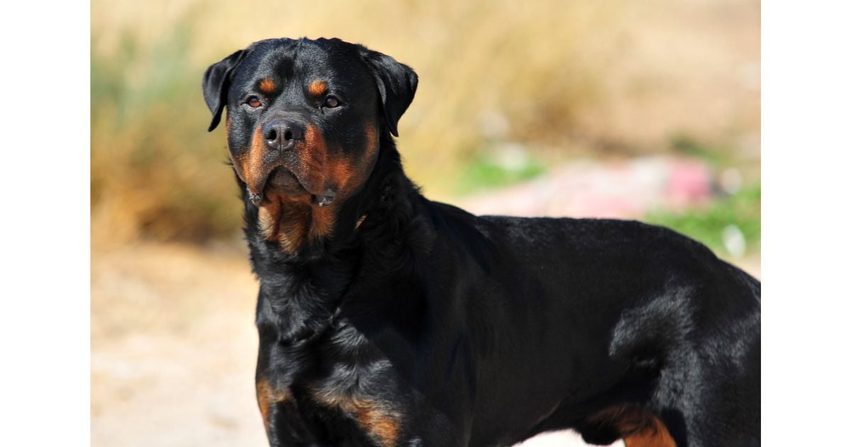 Perros guardianes: estas son las 5 razas que protegen a su familia