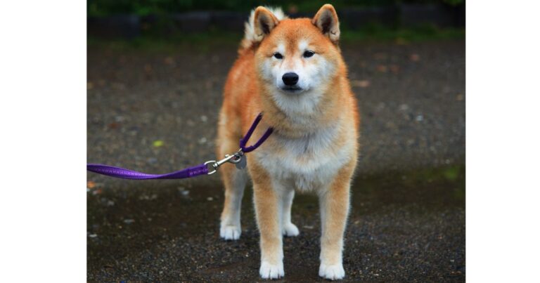 Perros guardianes: estas son las 5 razas que protegen a su familia