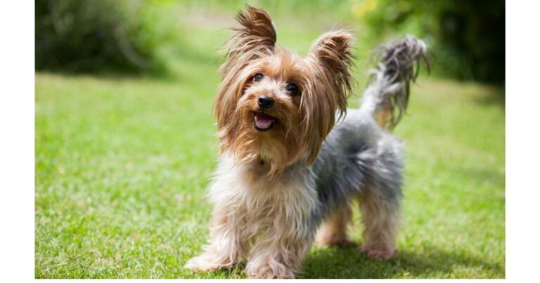 Perros que ahuyentan las ratas: estas son las 5 razas