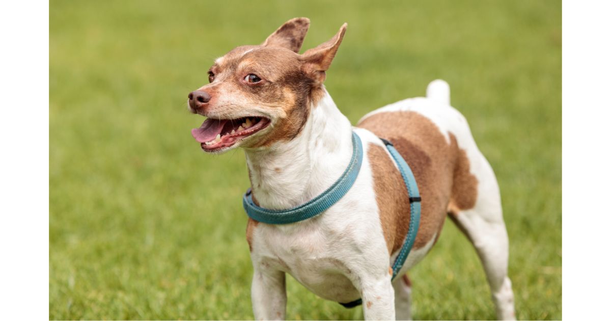 Perros que ahuyentan las ratas: estas son las 5 razas