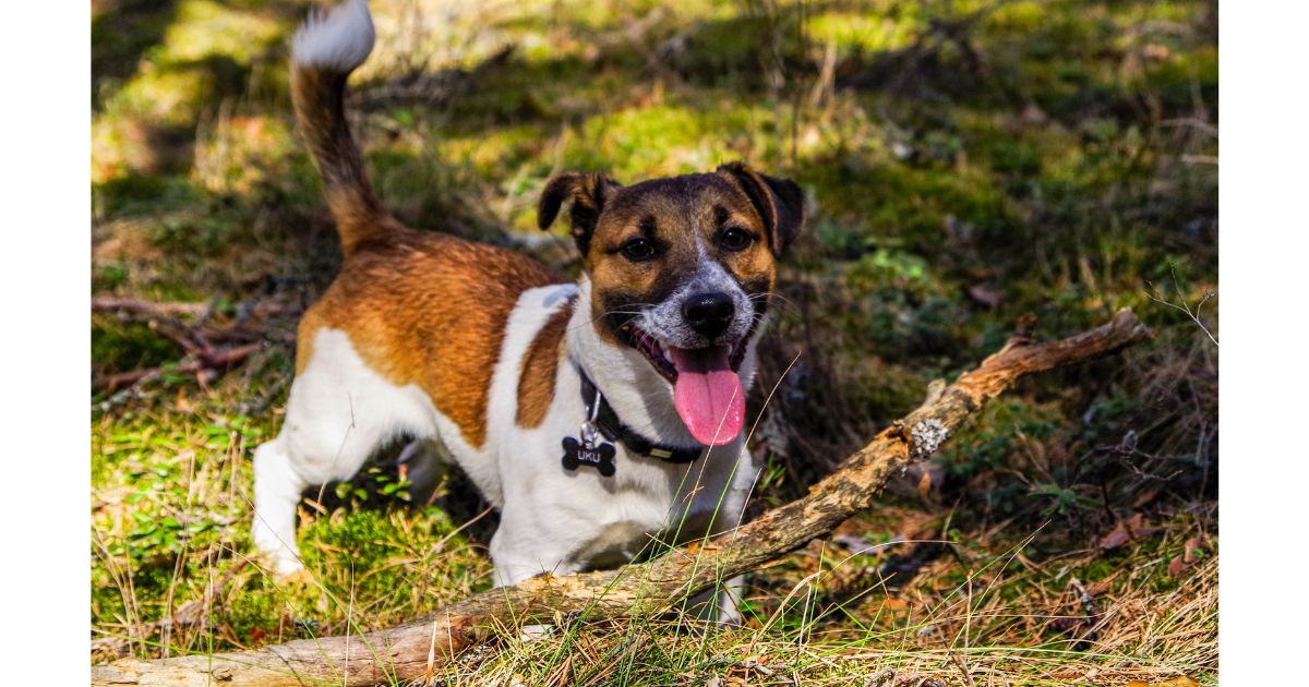Perros que ahuyentan las ratas: estas son las 5 razas