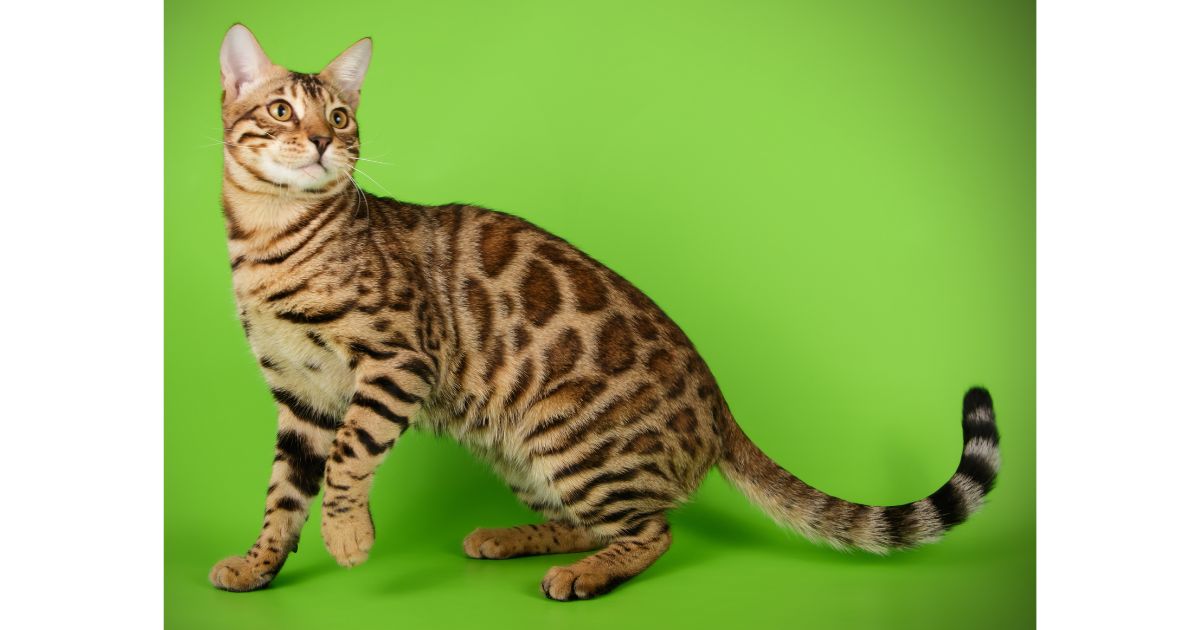 Cuáles son las razas de gato más inteligentes. Son cinco