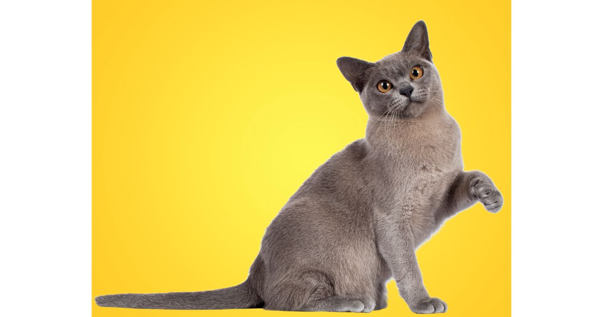 Cuáles son las razas de gato más inteligentes. Son cinco