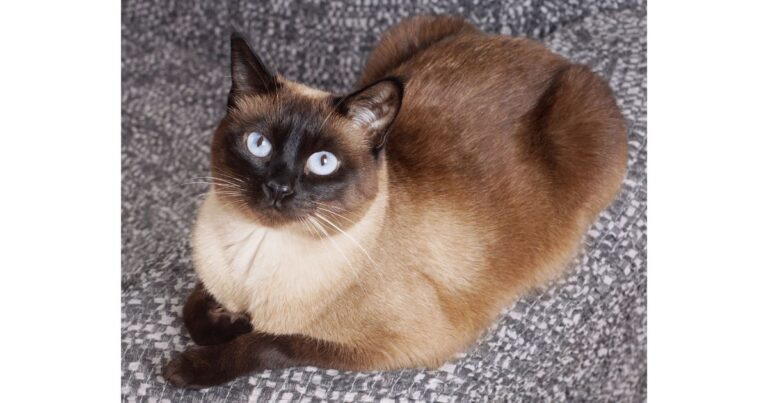 Cuáles son las razas de gato más inteligentes. Son cinco