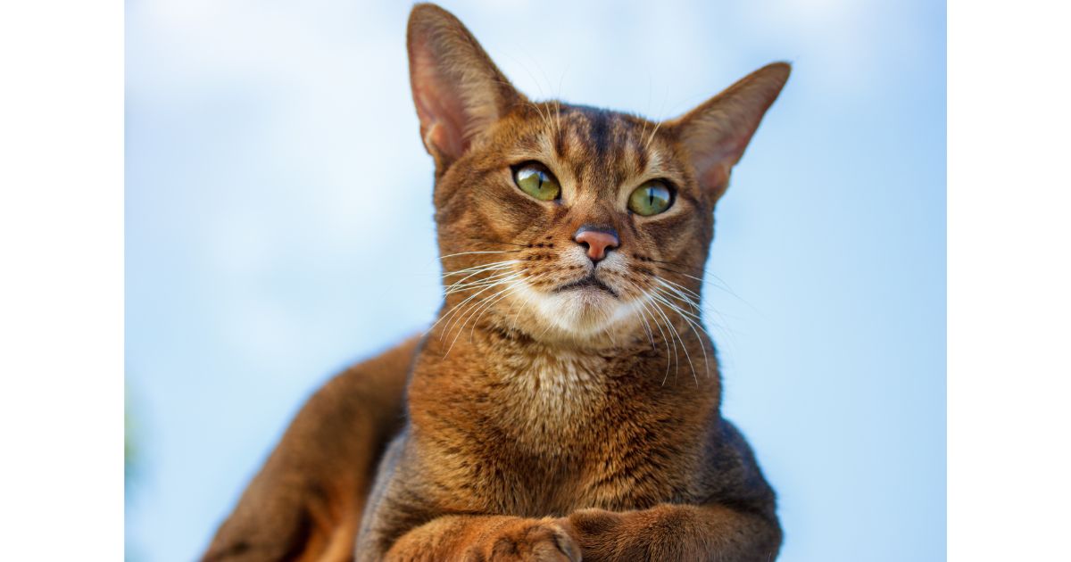 Cuáles son las razas de gato más inteligentes. Son cinco