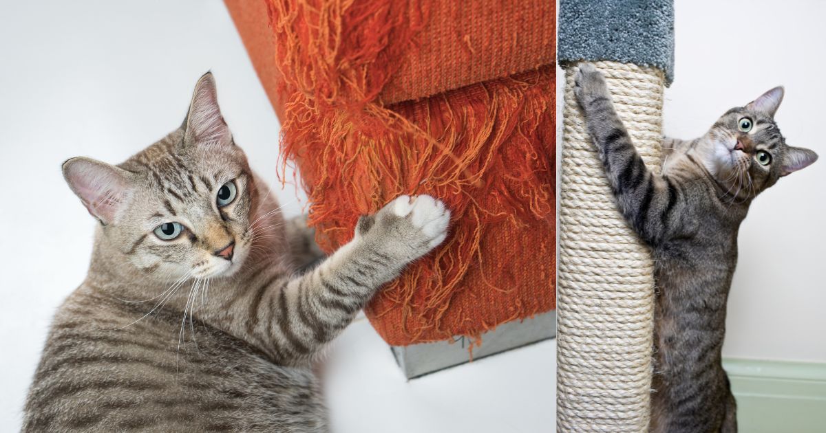 Cómo regañar a un gato para que le haga caso sin lastimarlo