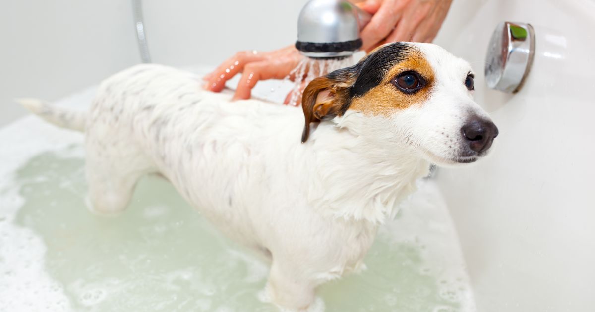 Cómo quitarle las pulgas a un perro: este remedio lo hace de forma efectiva