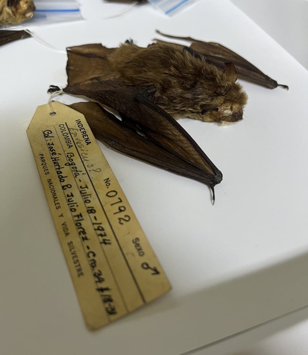 Impresionante nueva especie de murciélago descubierta en Colombia