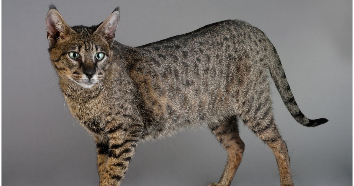 Estas son las tres razas de gato que parecen tigres. Son muy finas