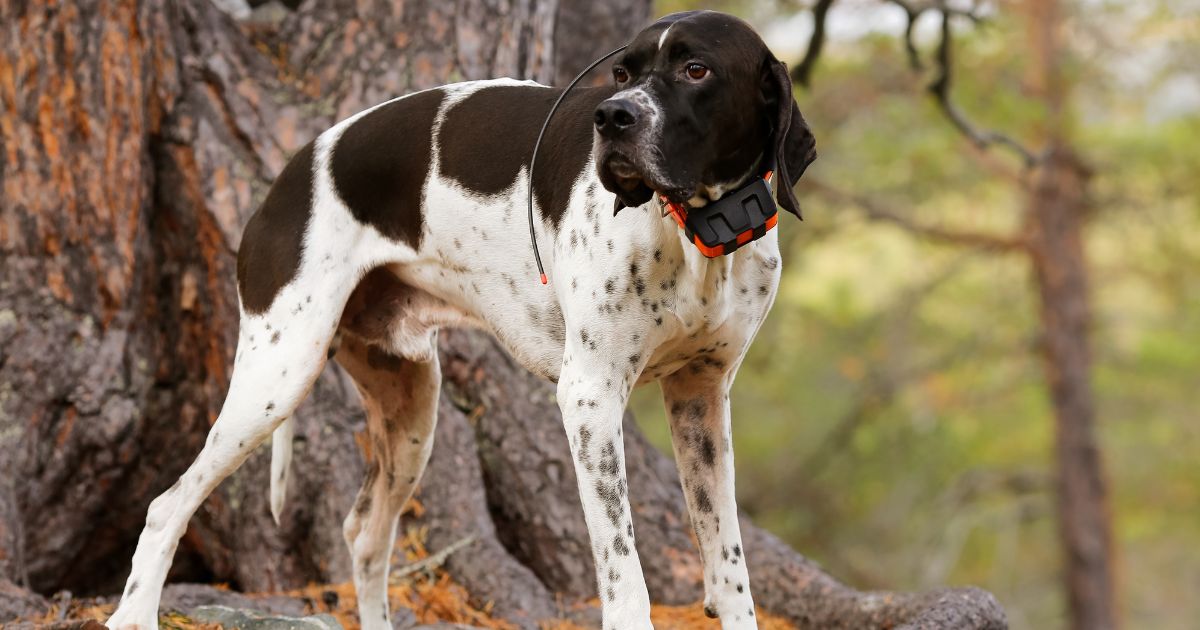 Estas son las razas de perro más traviesas; son lindos pero muy inquietos