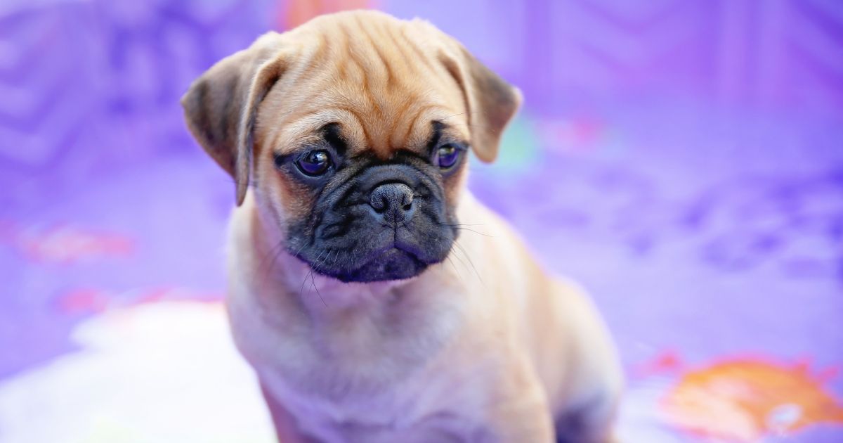 Estas son las razas de perro más traviesas; son lindos pero muy inquietos