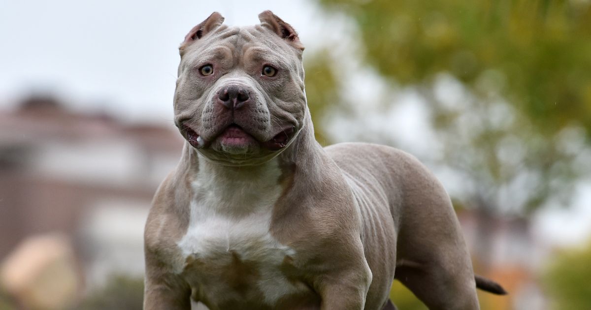 Las razas de perro que muerden más duro; pueden causar graves lesiones