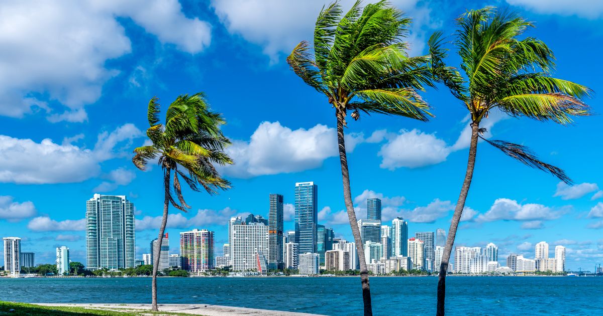 Palmeras de Miami: cultivadas y vendidas por un colombiano