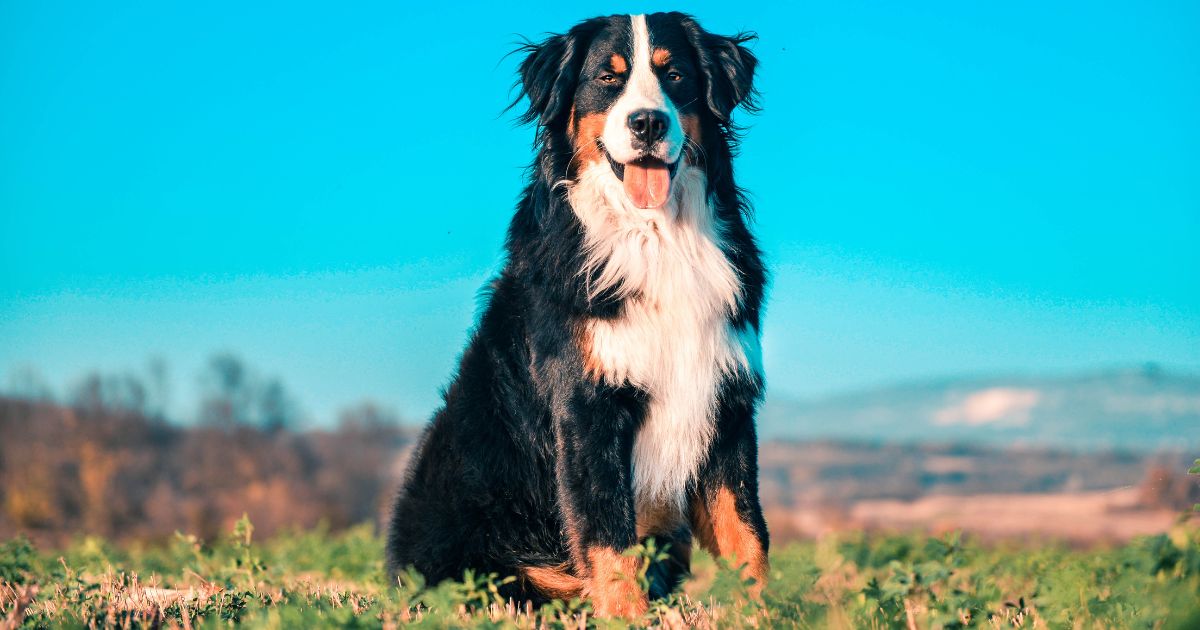Estas son las tres razas de perro que menos ladran; son muy tranquilas