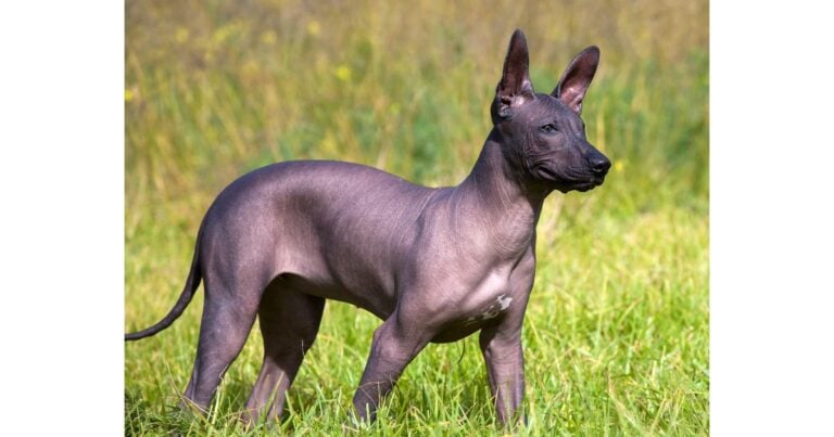 La historia de los extraños perros precolombinos que los indígenas ...