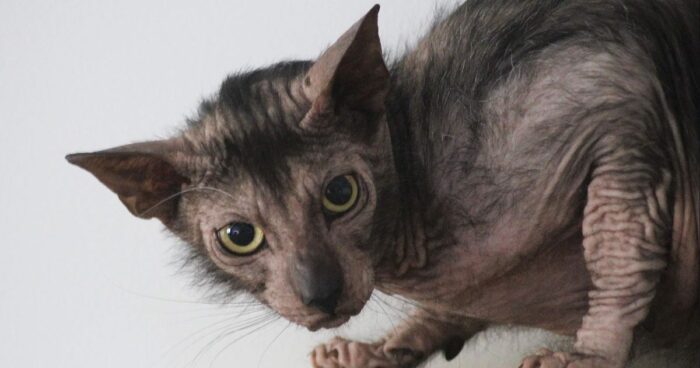 Esta es la raza de gato más fea del mundo según la IA; es muy popular