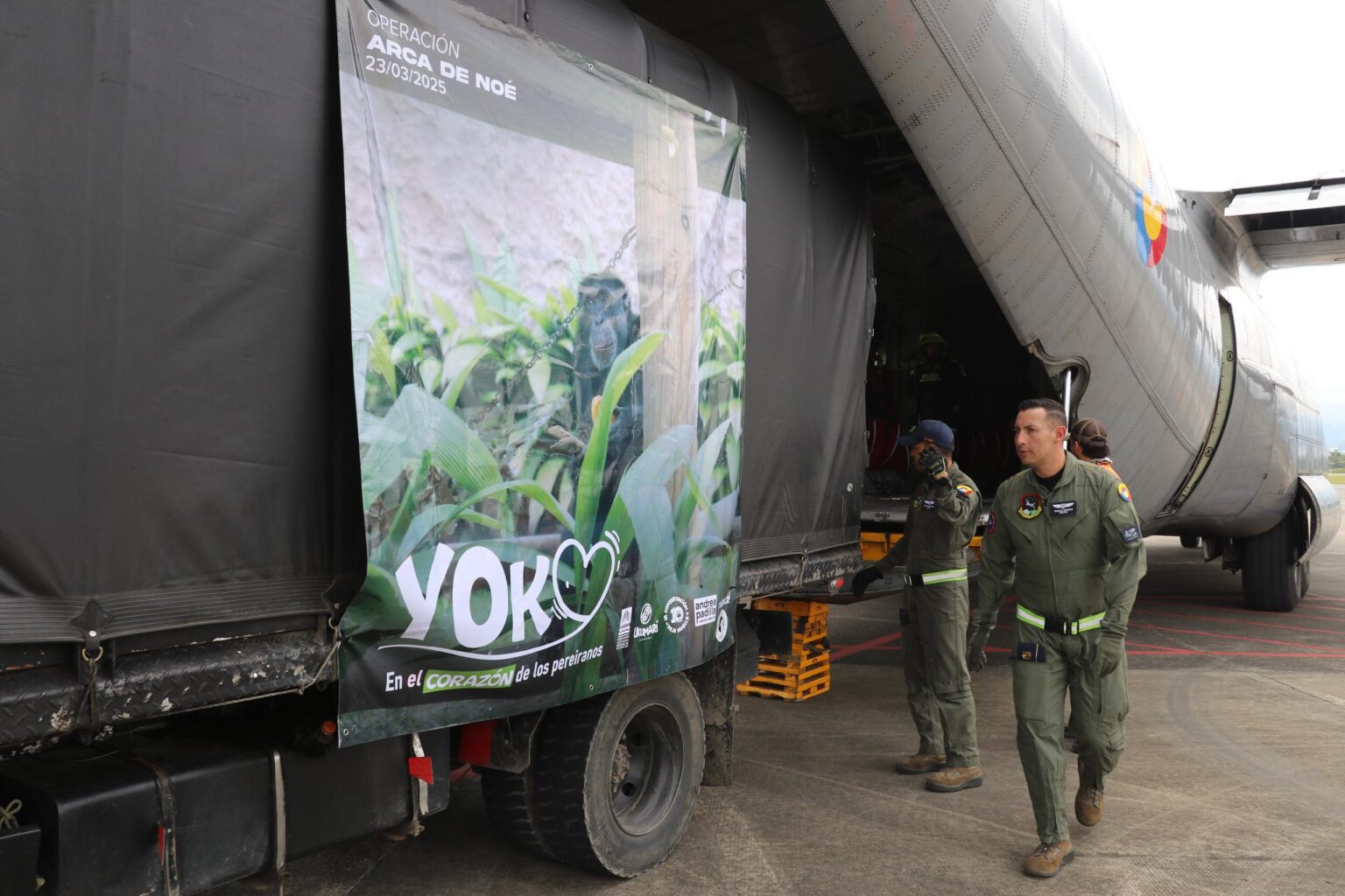 La travesia del Chimpancé Yoko