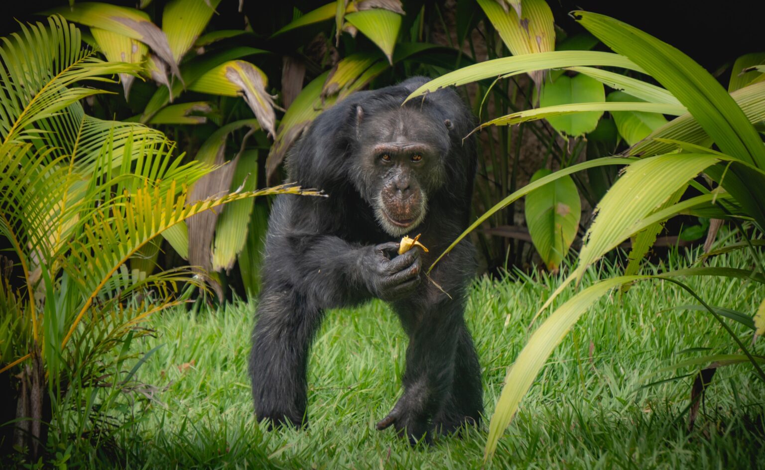 La travesia del Chimpancé Yoko