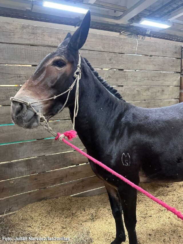 Ella es Milagros, la mejor mula de Colombia que vale 400 millones ...